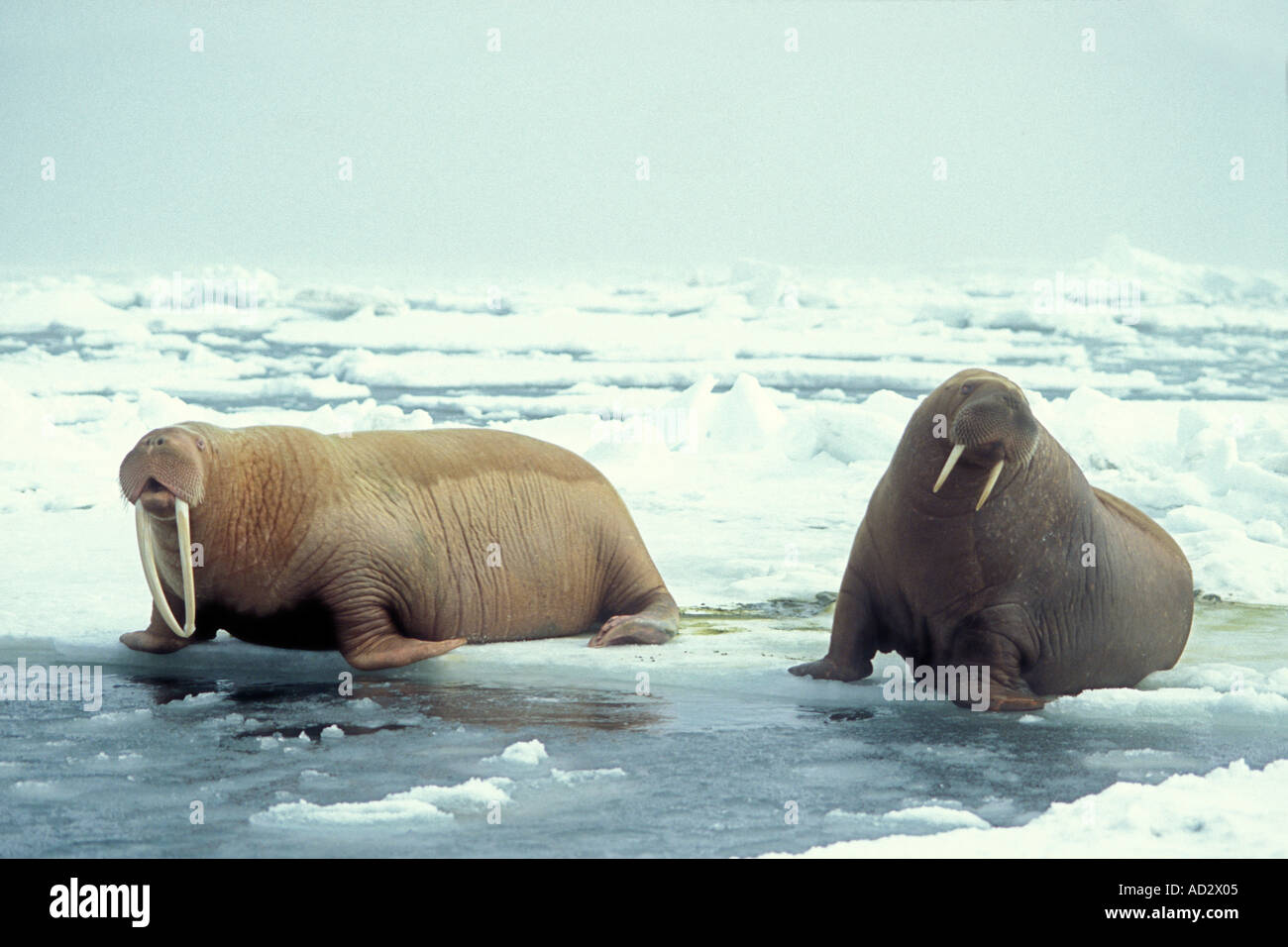 walrus Odobenus rosmarus pair on the pack ice Bering Sea Alaska Stock ...