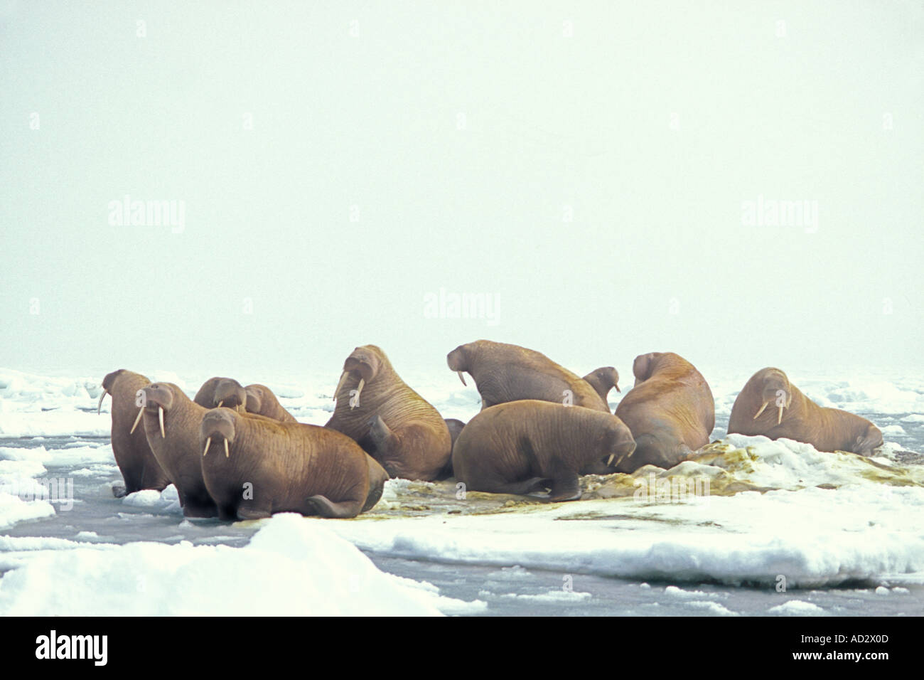 walrus Odobenus rosmarus group on the pack ice Bering Sea Alaska Stock ...
