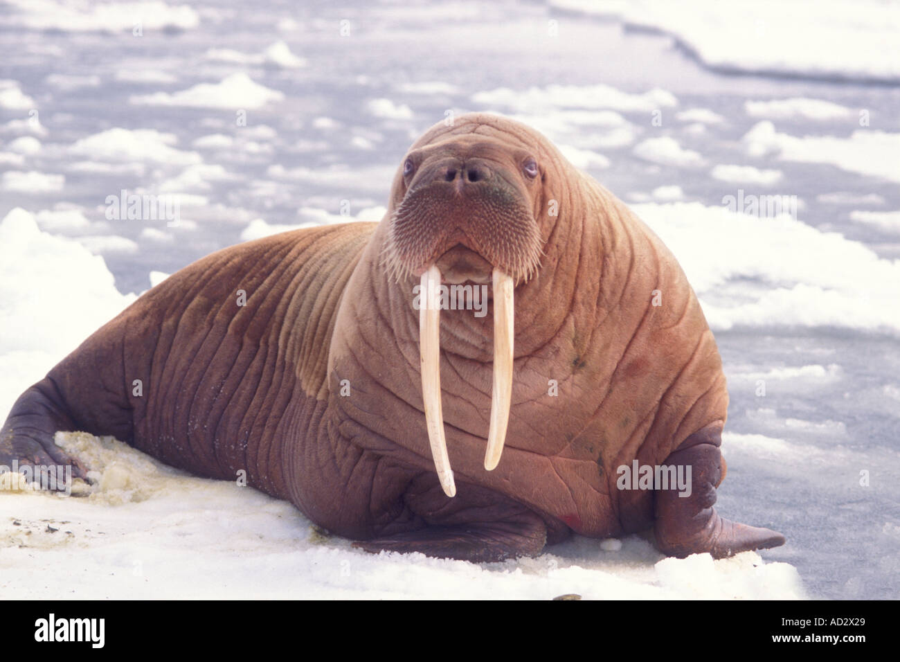 walrus Odobenus rosmarus on the pack ice Bering Sea Alaska Stock Photo ...