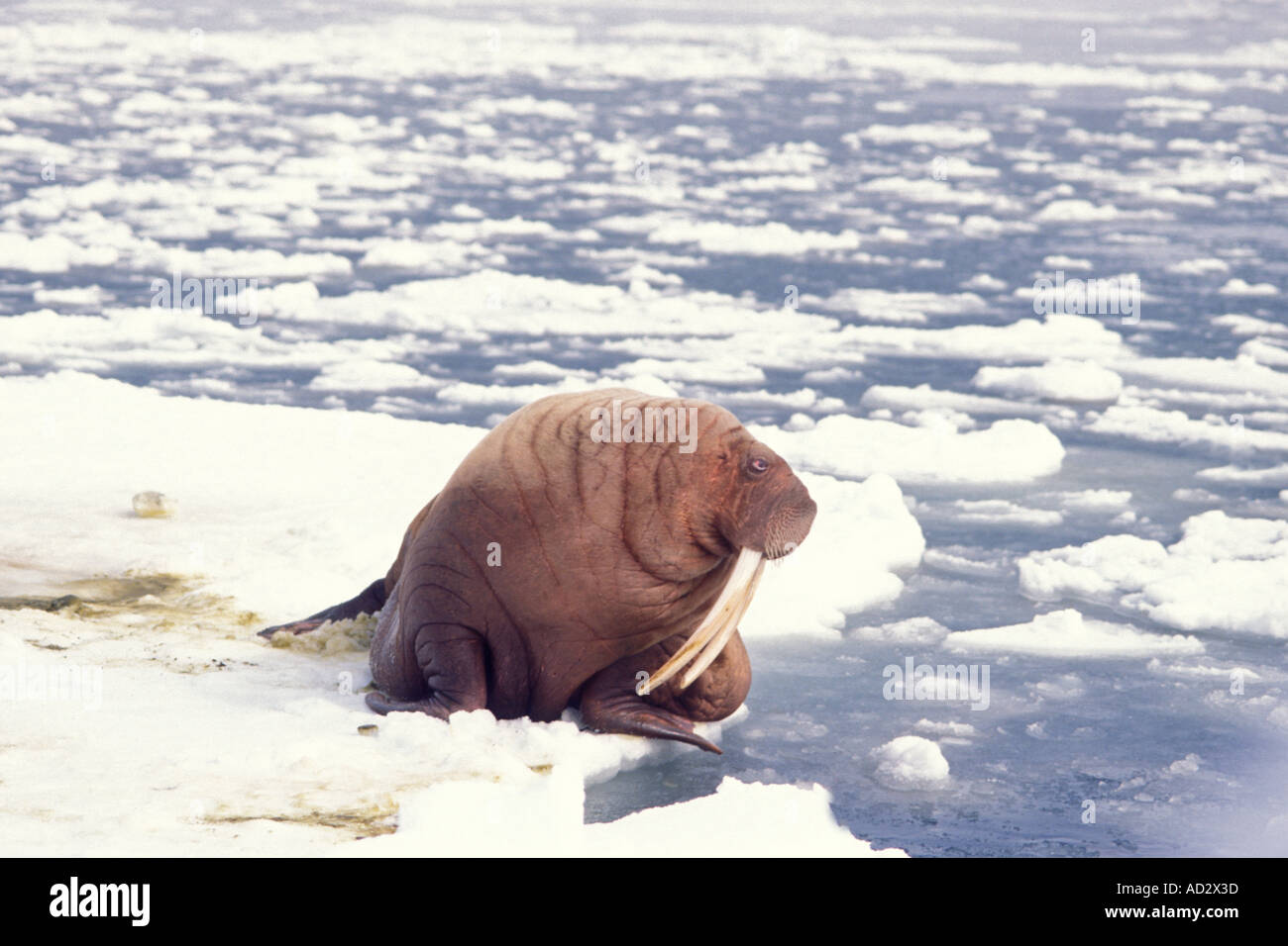 Pacific walrus pack ice hi-res stock photography and images - Alamy