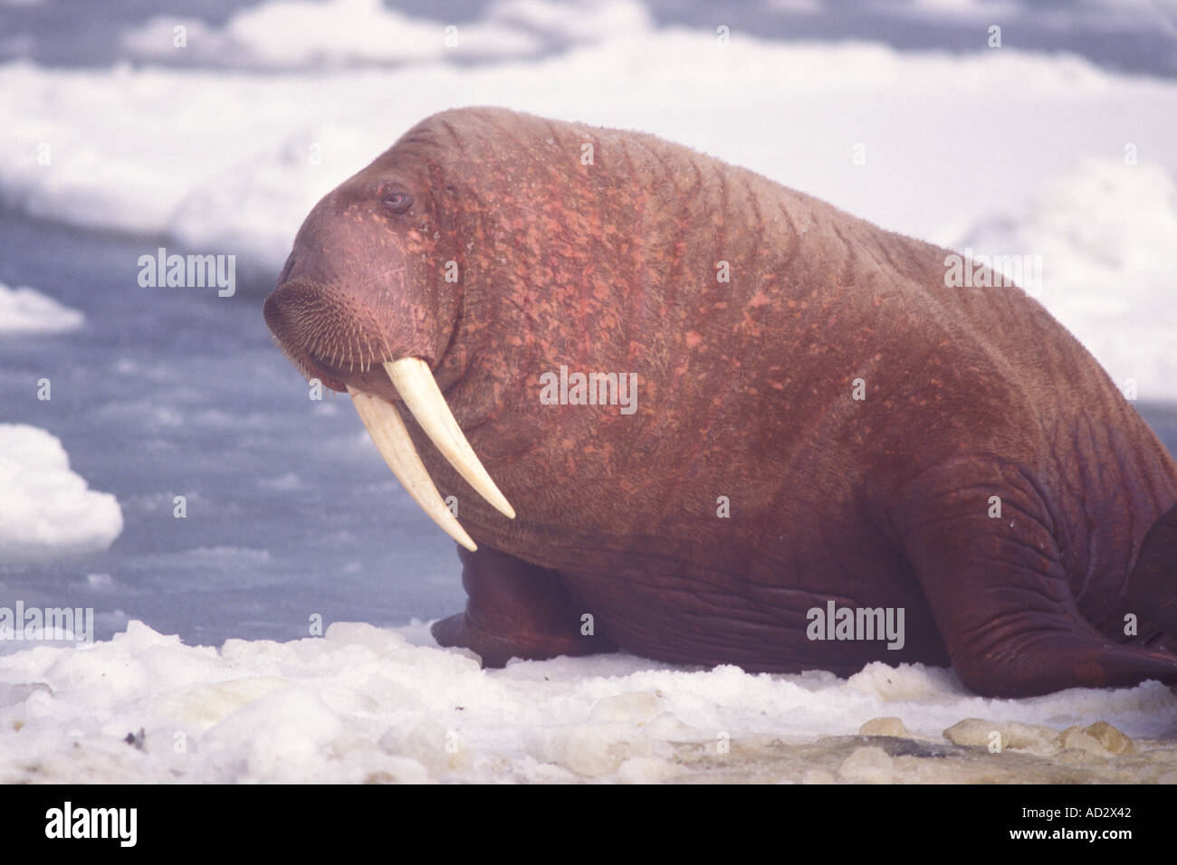 Pacific walrus pack ice hi-res stock photography and images - Alamy