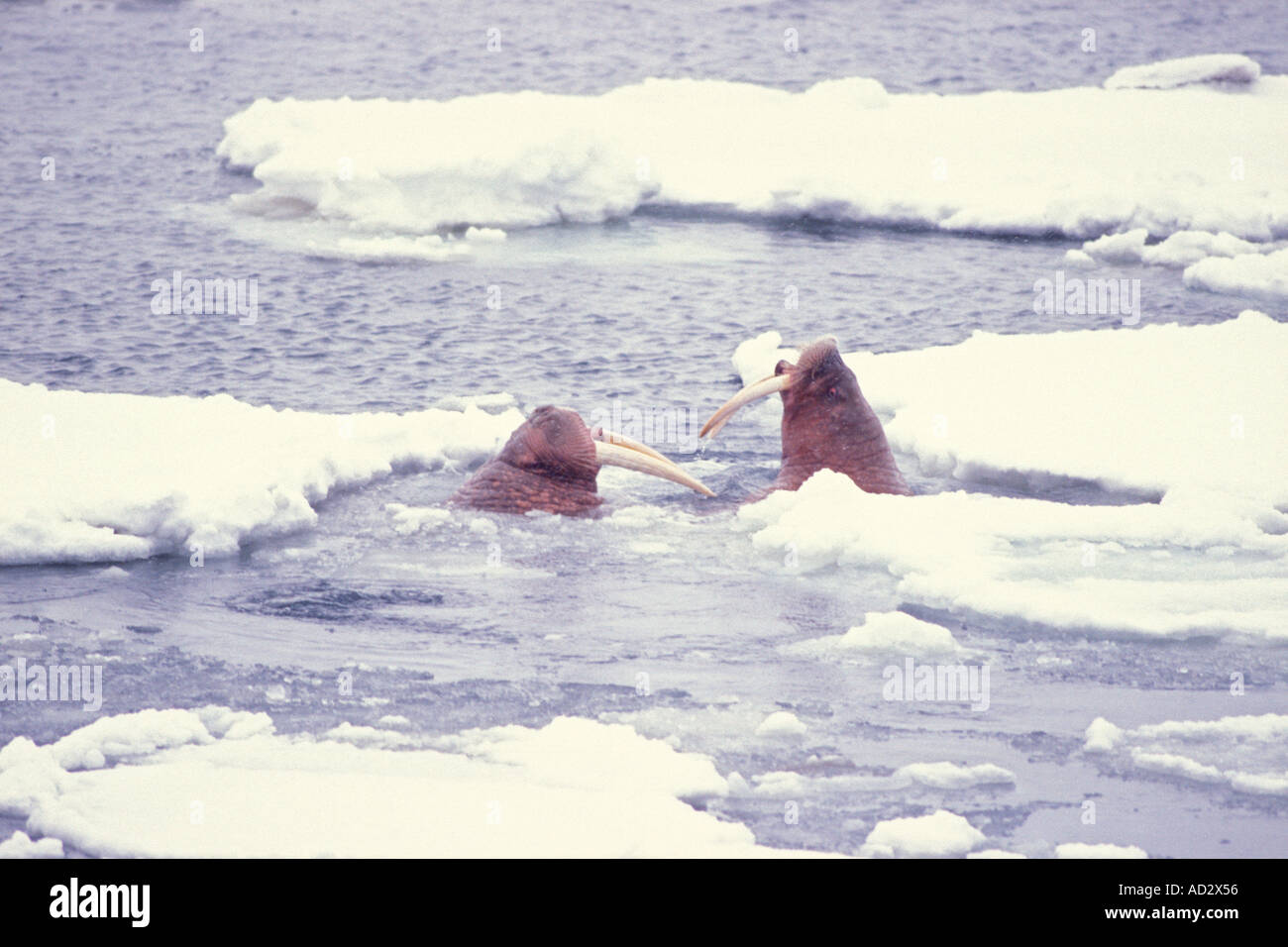 walrus Odobenus rosmarus a female fights off male advances at the end ...
