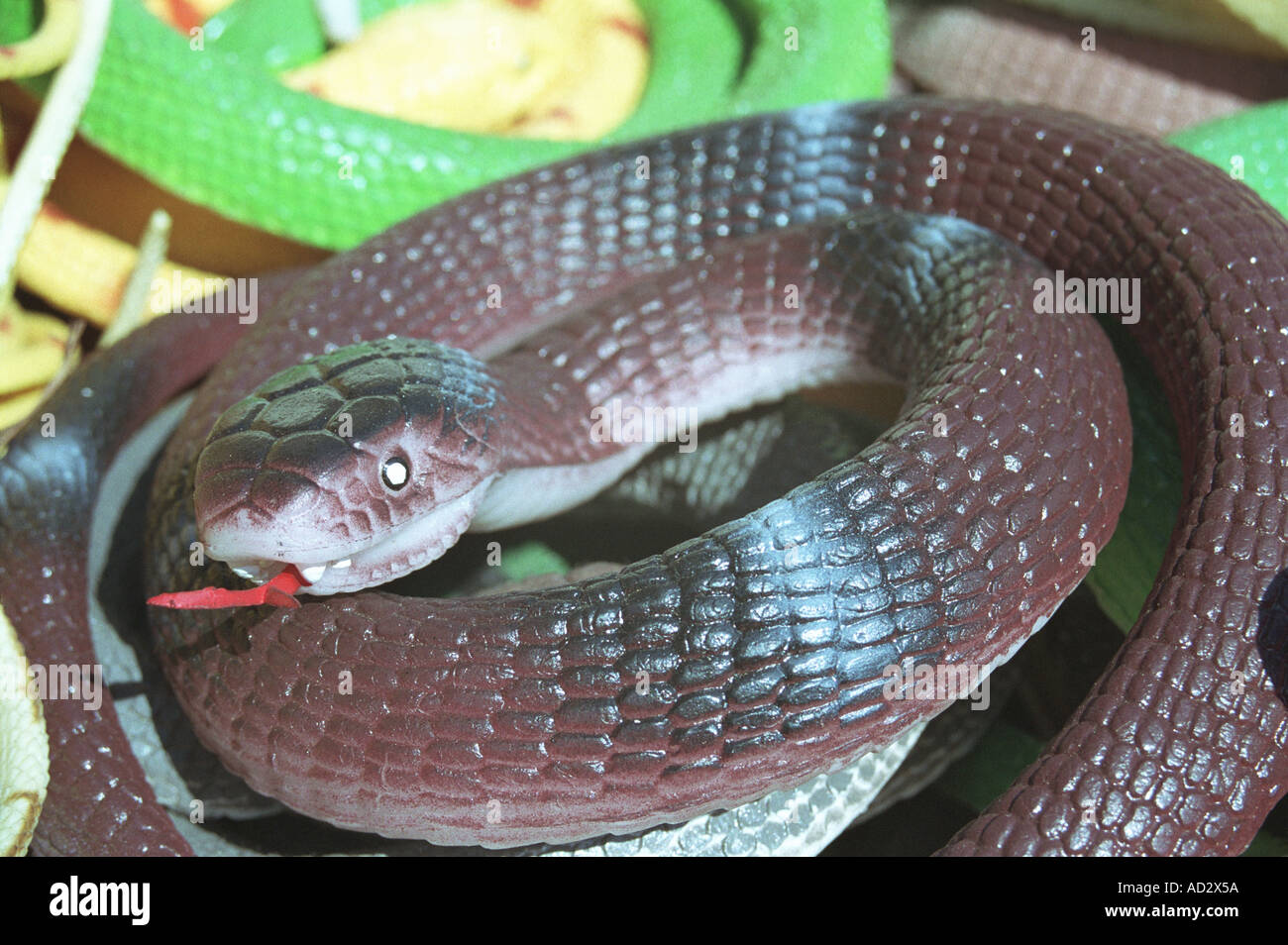 coiled toy snake with red tongue Stock Photo - Alamy