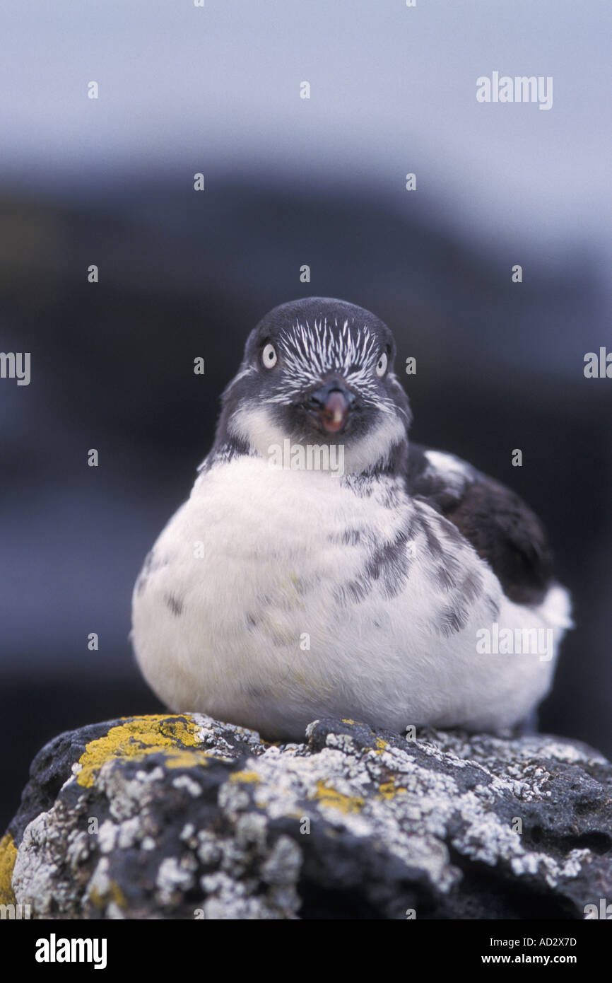 least auklet Aethia pusilla on Saint Paul Island Bering Sea Alaska ...
