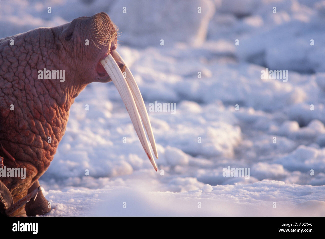 Odobenus rosmarus science hi-res stock photography and images - Alamy