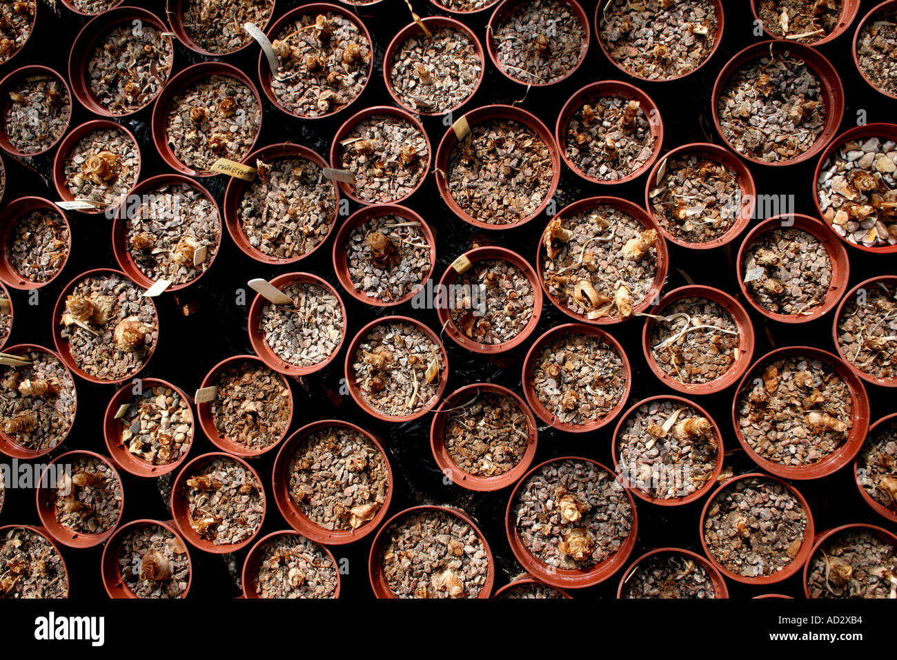 Flower pots filling a table in a greenhouse at Borde Hill Gardens ...
