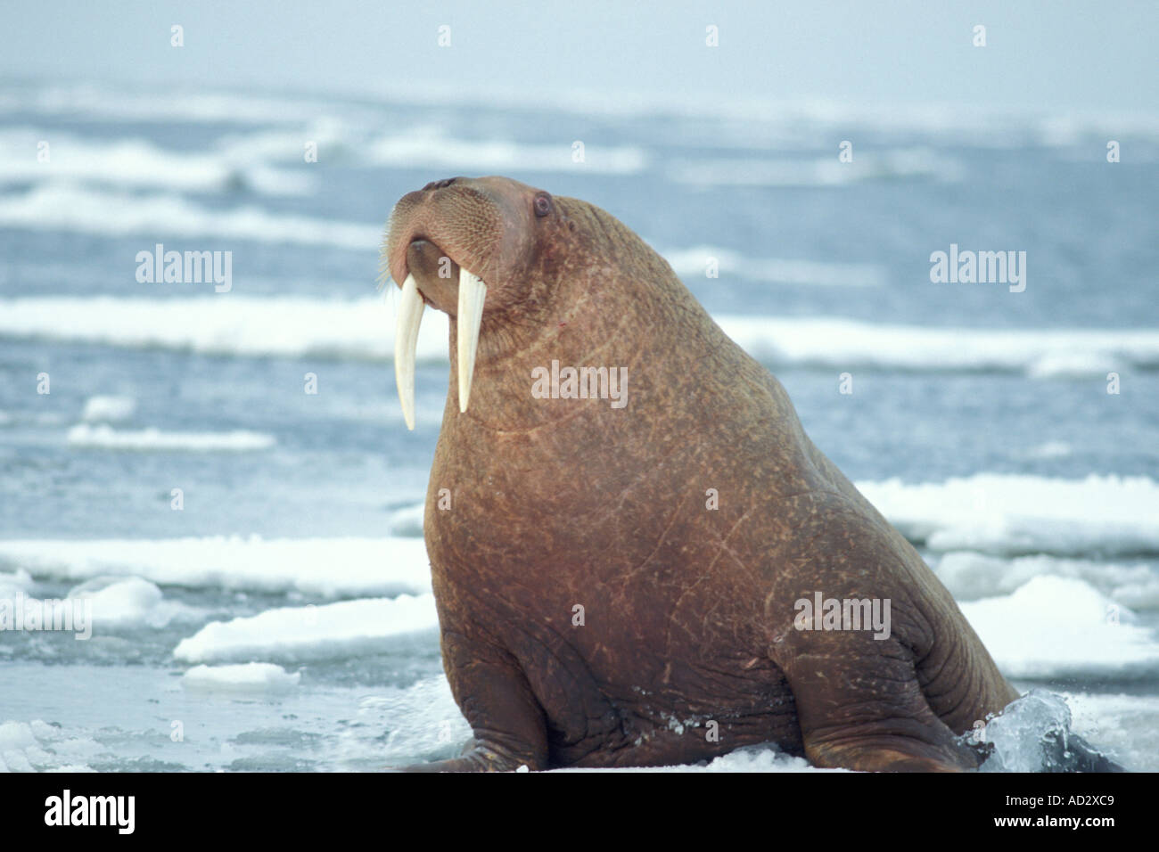 Pacific walrus pack ice hi-res stock photography and images - Alamy