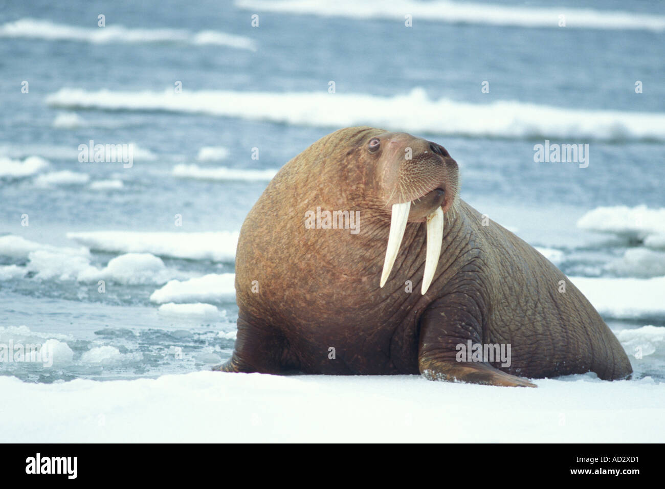 Pacific walrus pack ice hi-res stock photography and images - Alamy