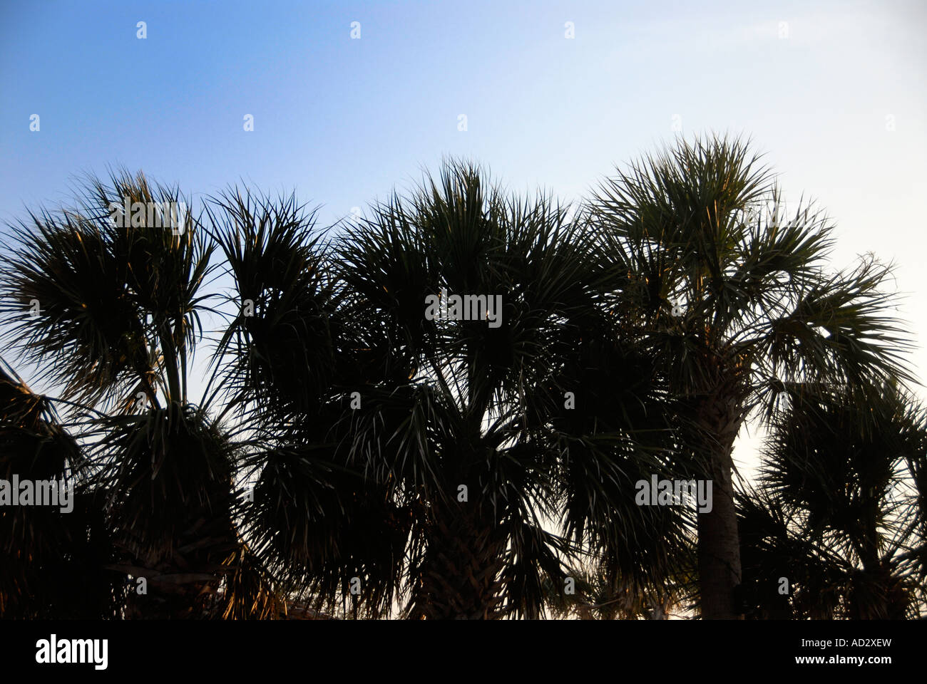 Palm tree prongs hi-res stock photography and images - Alamy