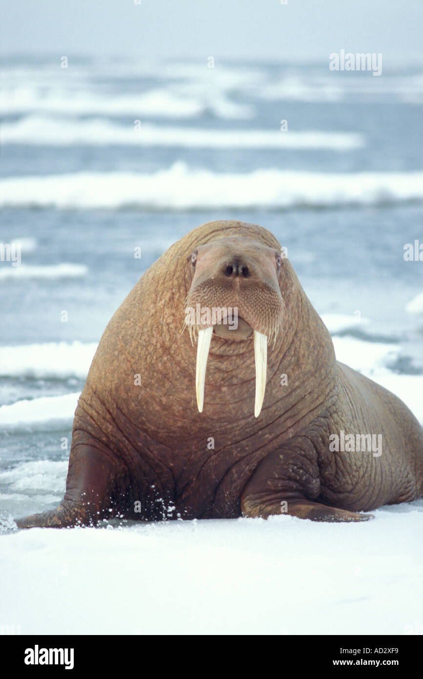 walrus Odobenus rosmarus on the pack ice Bering Sea Alaska Stock Photo ...