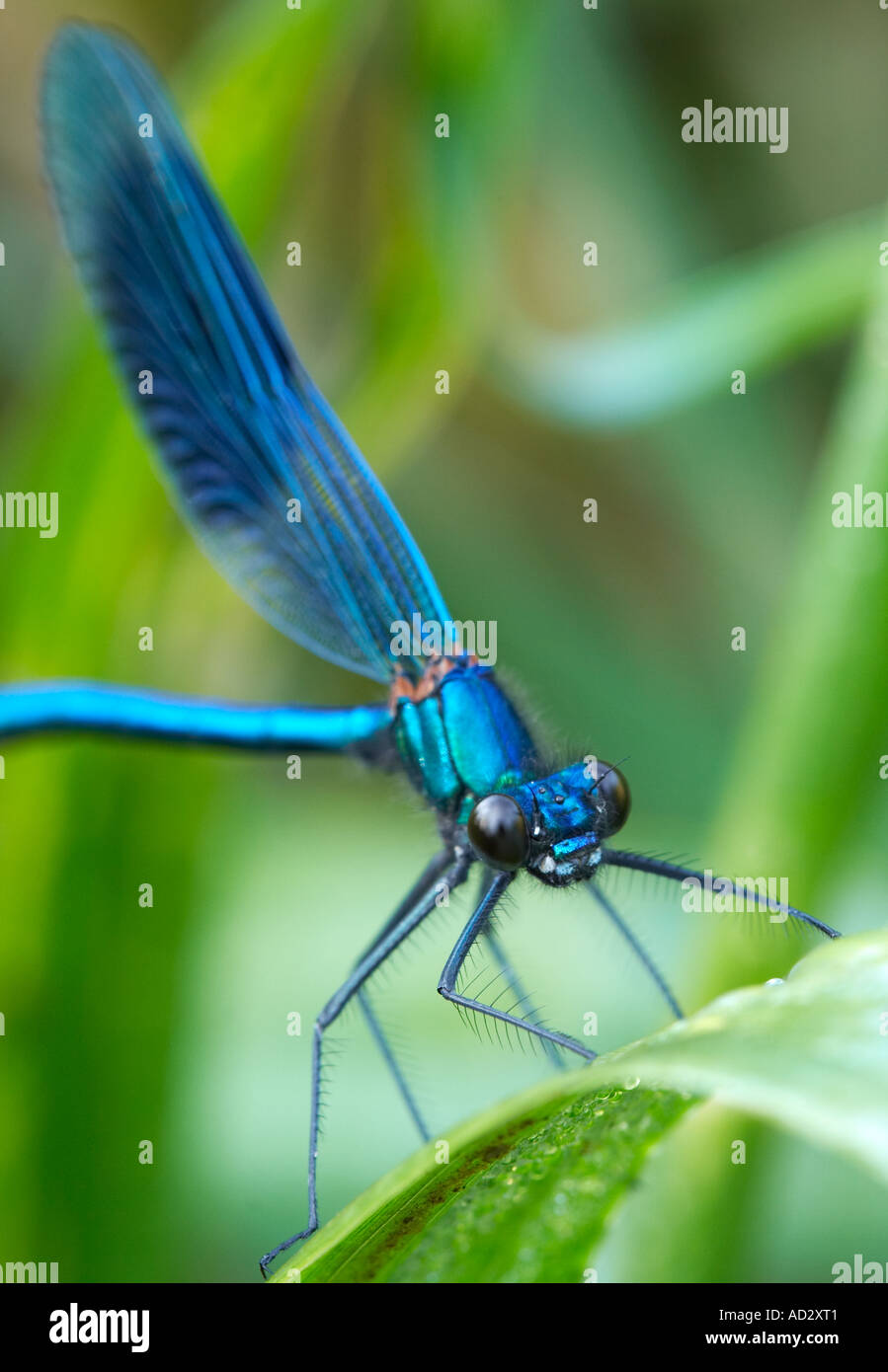 Damselfly banded agrion hi-res stock photography and images - Alamy