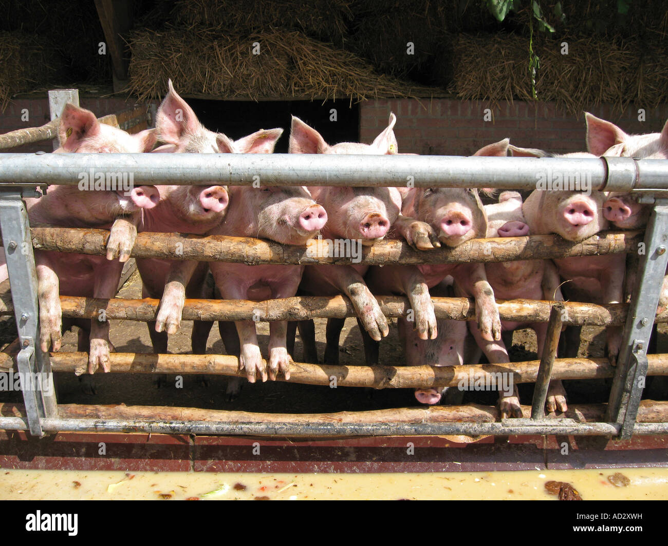 Pigs noses and legs Stock Photo - Alamy