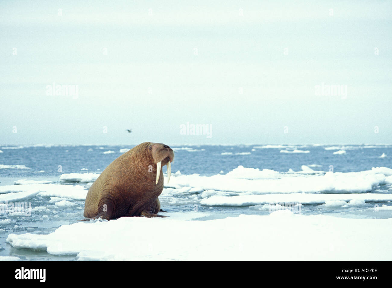 walrus Odobenus rosmarus on the pack ice Bering Sea Alaska Stock Photo ...
