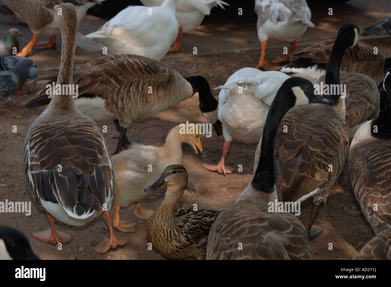 Different Species & Ages Of Geese After Food Stock Photo - Alamy