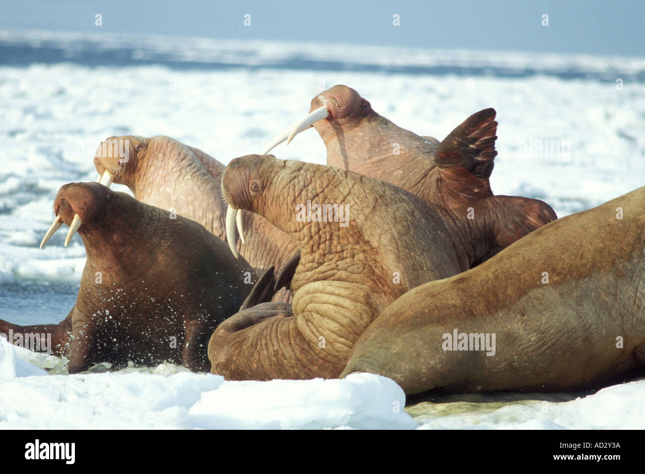 walrus Odobenus rosmarus group on the pack ice Bering Sea Alaska Stock ...