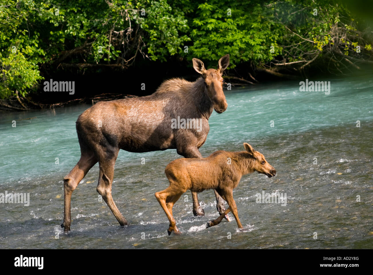 Fuzzy Calf High Resolution Stock Photography and Images - Alamy