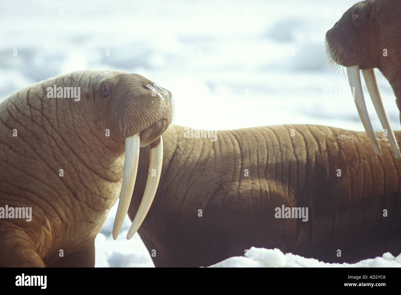 walrus Odobenus rosmarus on the pack ice Bering Sea Alaska Stock Photo ...