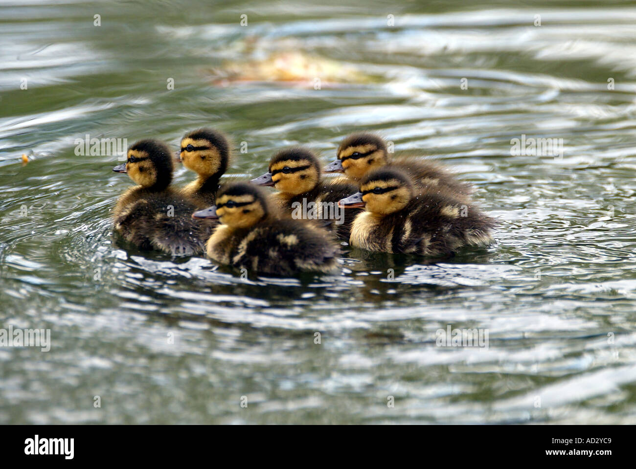 Ducklings swimming together in open water Stock Photo - Alamy