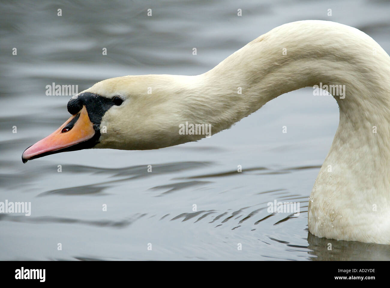 Swan arching neck Stock Photo - Alamy
