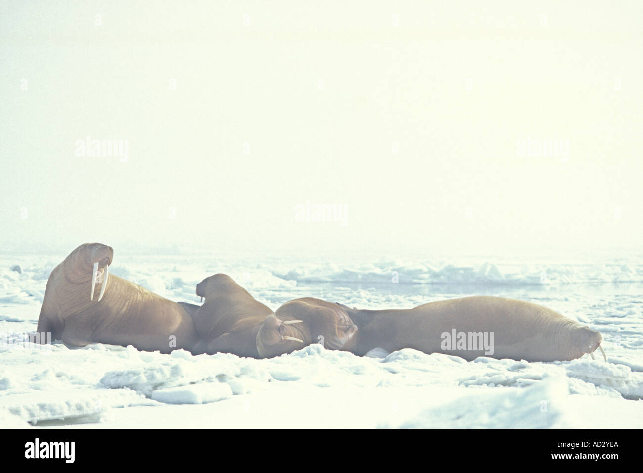 Pacific walrus pack ice hi-res stock photography and images - Alamy
