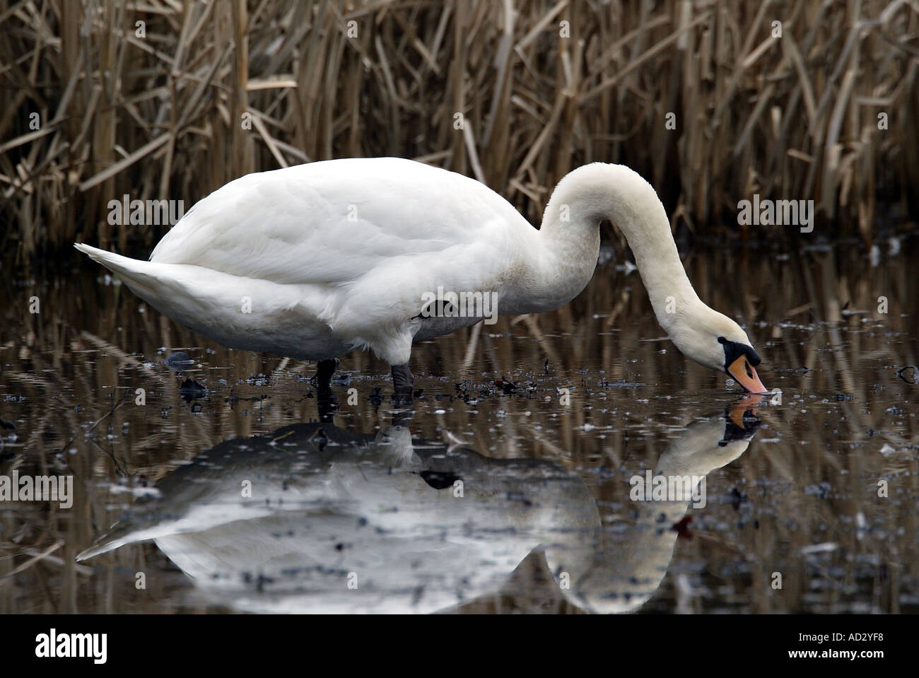Swan reeds hi-res stock photography and images - Alamy