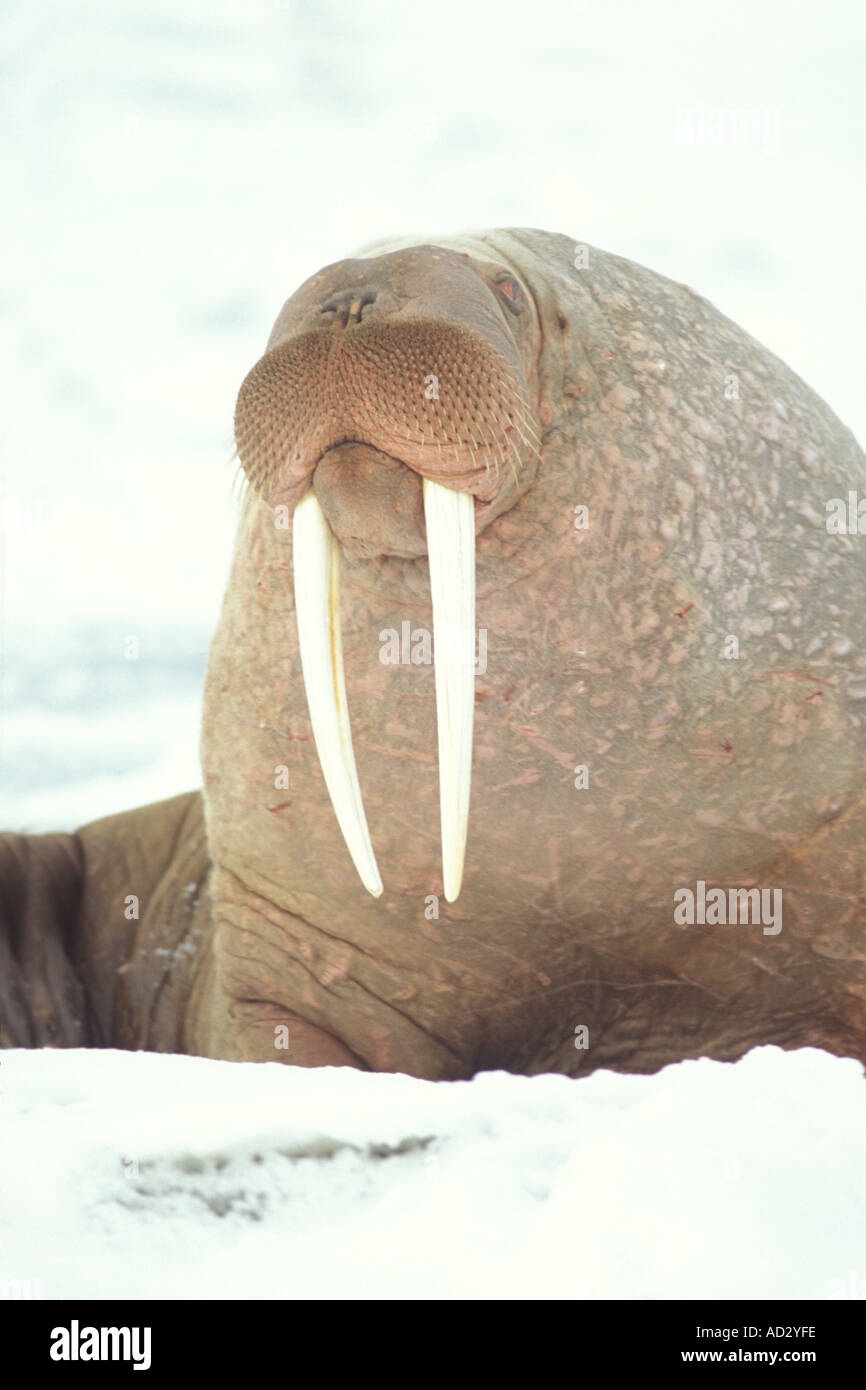 Pacific walrus pack ice hi-res stock photography and images - Alamy