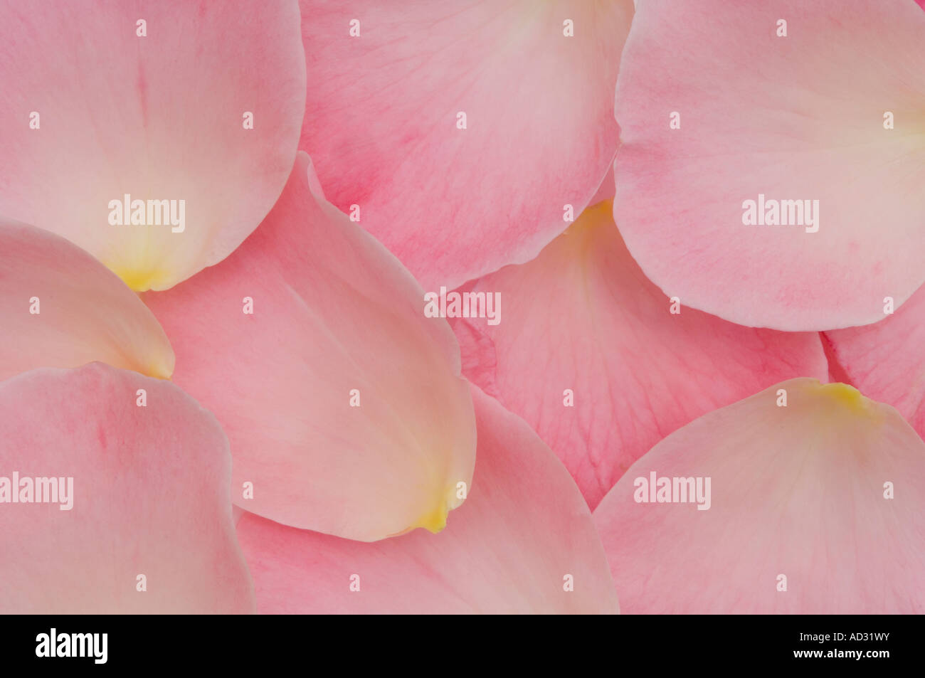 Scattering petals hi-res stock photography and images - Alamy