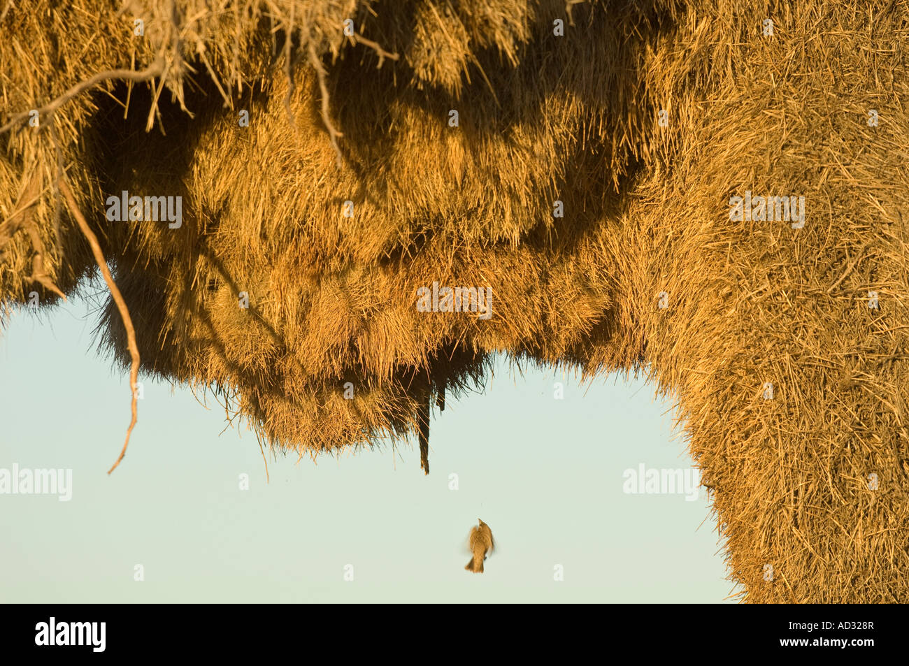 Weaver bird flying into nest kalahari desert Namibia Stock Photo - Alamy