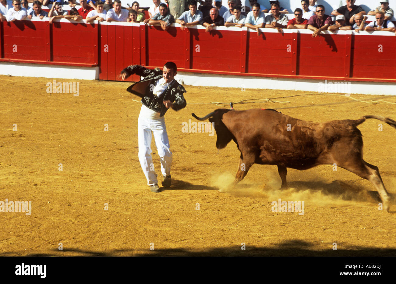 Course Landaise, a form of bloodless bullfighting where young men in ...