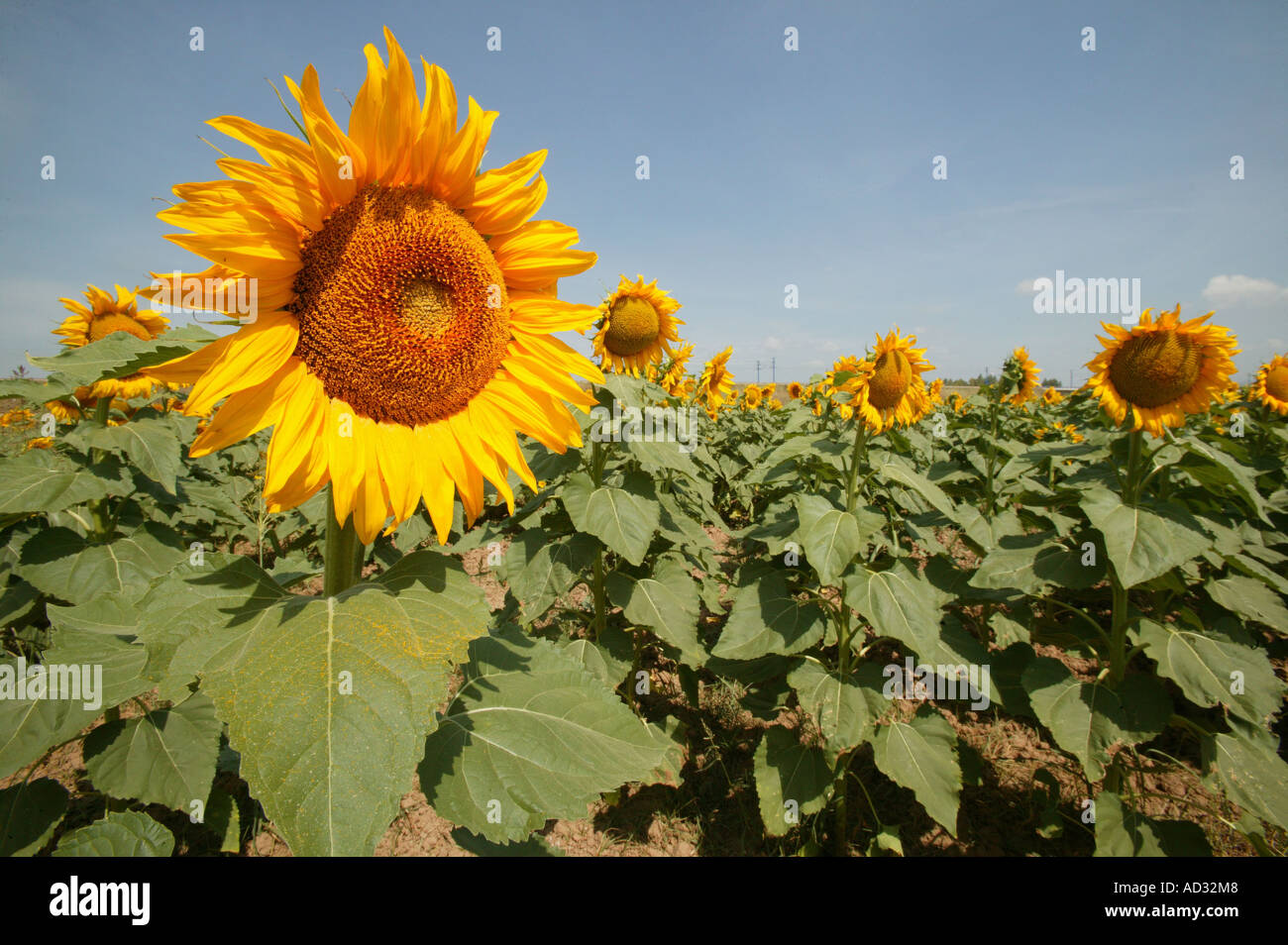 sowing sunflower girasol helianthus Spain Andalucia Andalusia Cordoba ...