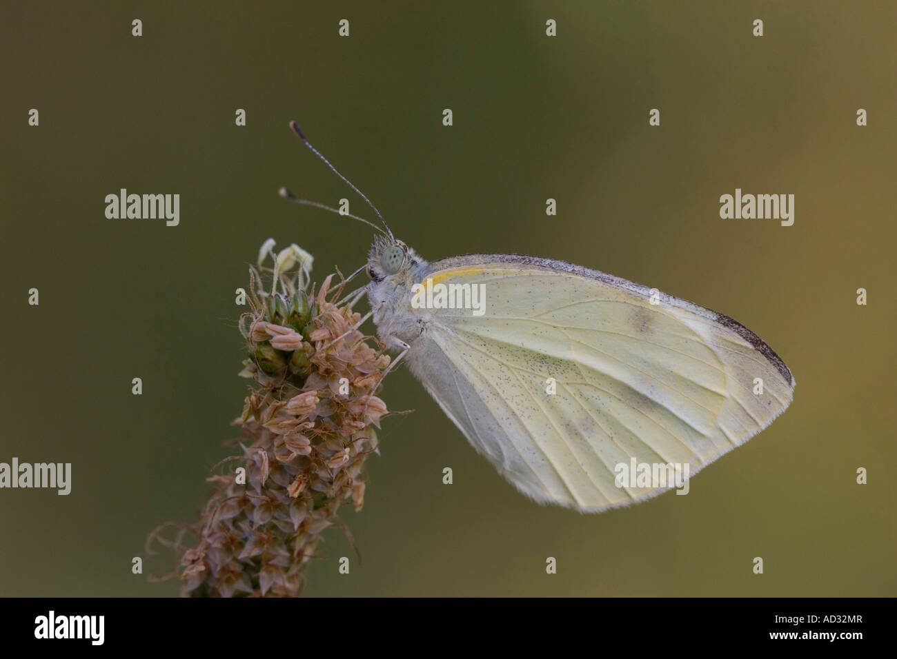 Small White butterfly Stock Photo - Alamy