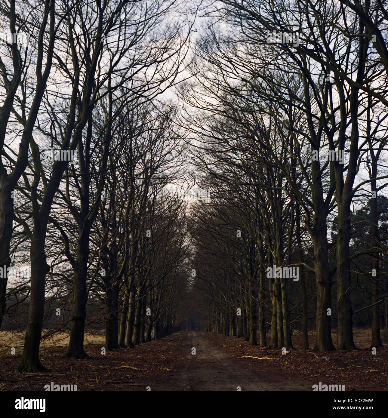 Tree lane hi-res stock photography and images - Alamy