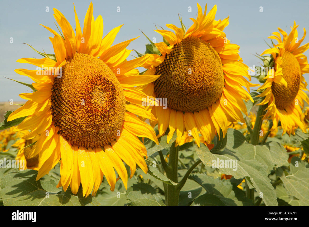 sowing sunflower girasol helianthus Spain Andalucia Andalusia Cordoba ...