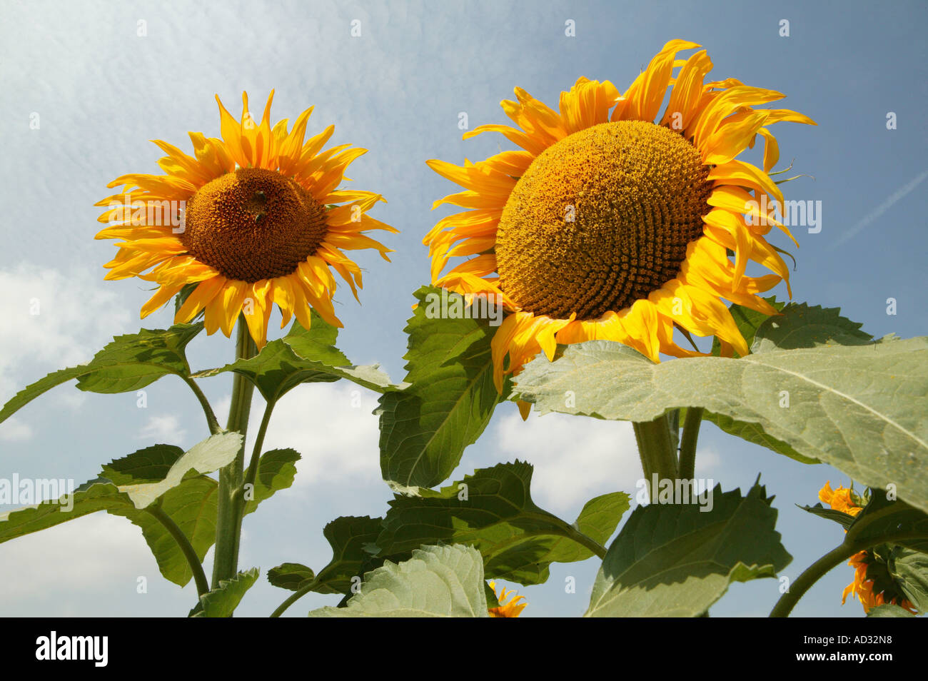 sowing sunflower girasol helianthus Spain Andalucia Andalusia Cordoba ...
