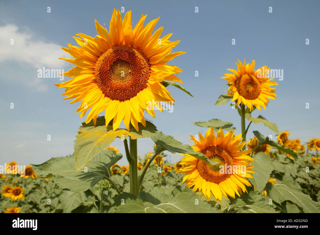 sowing sunflower girasol helianthus Spain Andalucia Andalusia Cordoba ...