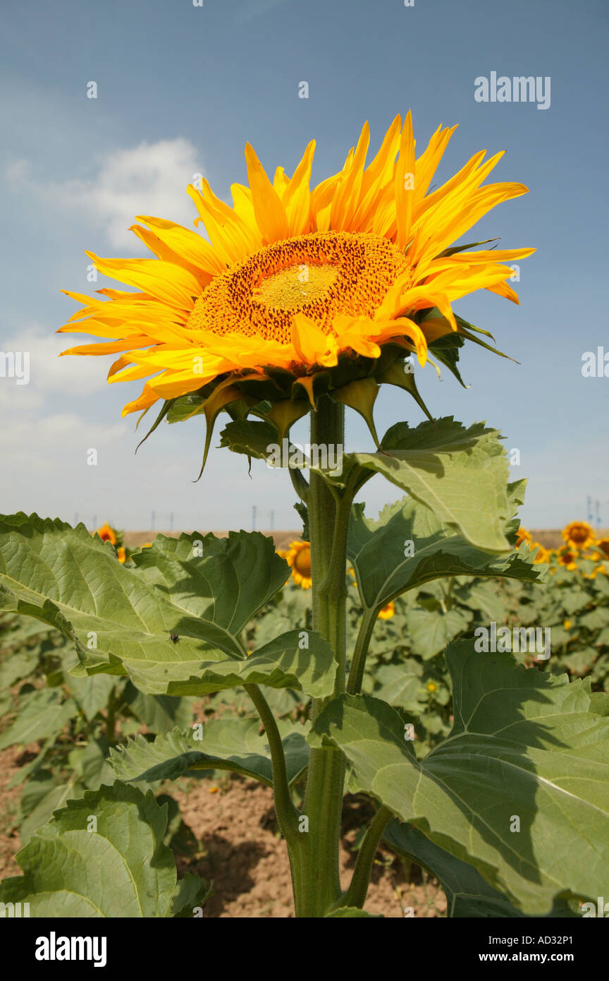 sowing sunflower girasol helianthus Spain Andalucia Andalusia Cordoba ...