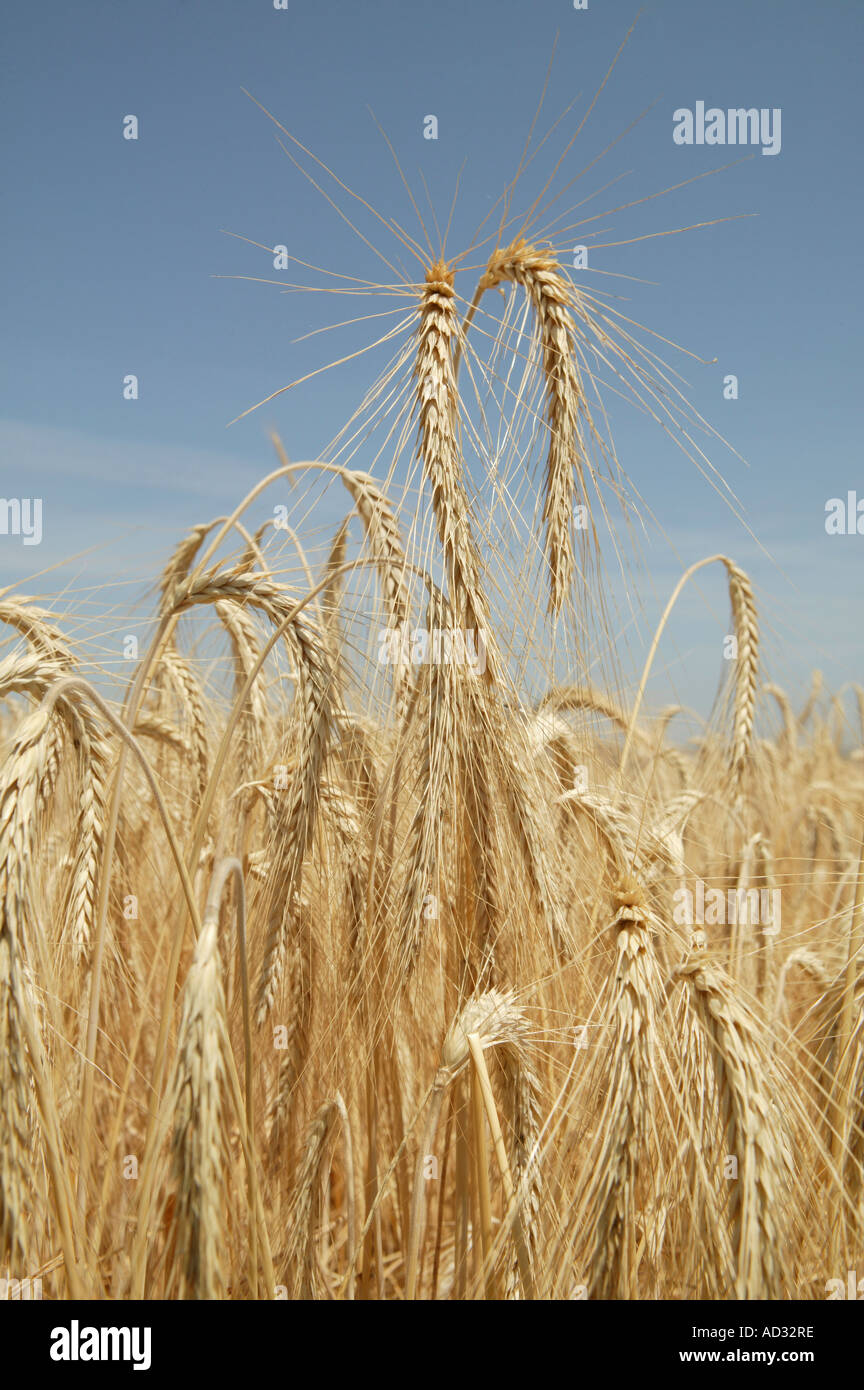 Wheat plantation in the field Stock Photo - Alamy