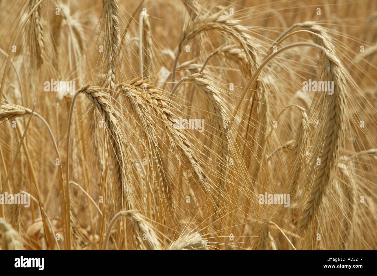 Wheat plantation in the field Stock Photo - Alamy