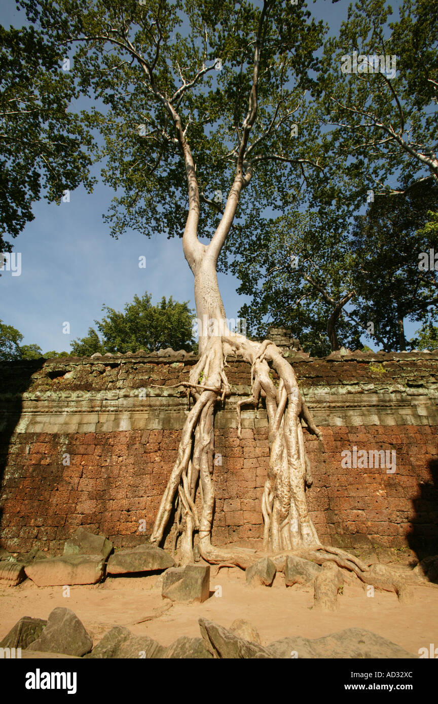Ta Phrom Ankor Wat Khmer temple Cambodia tree big the most ruin ...