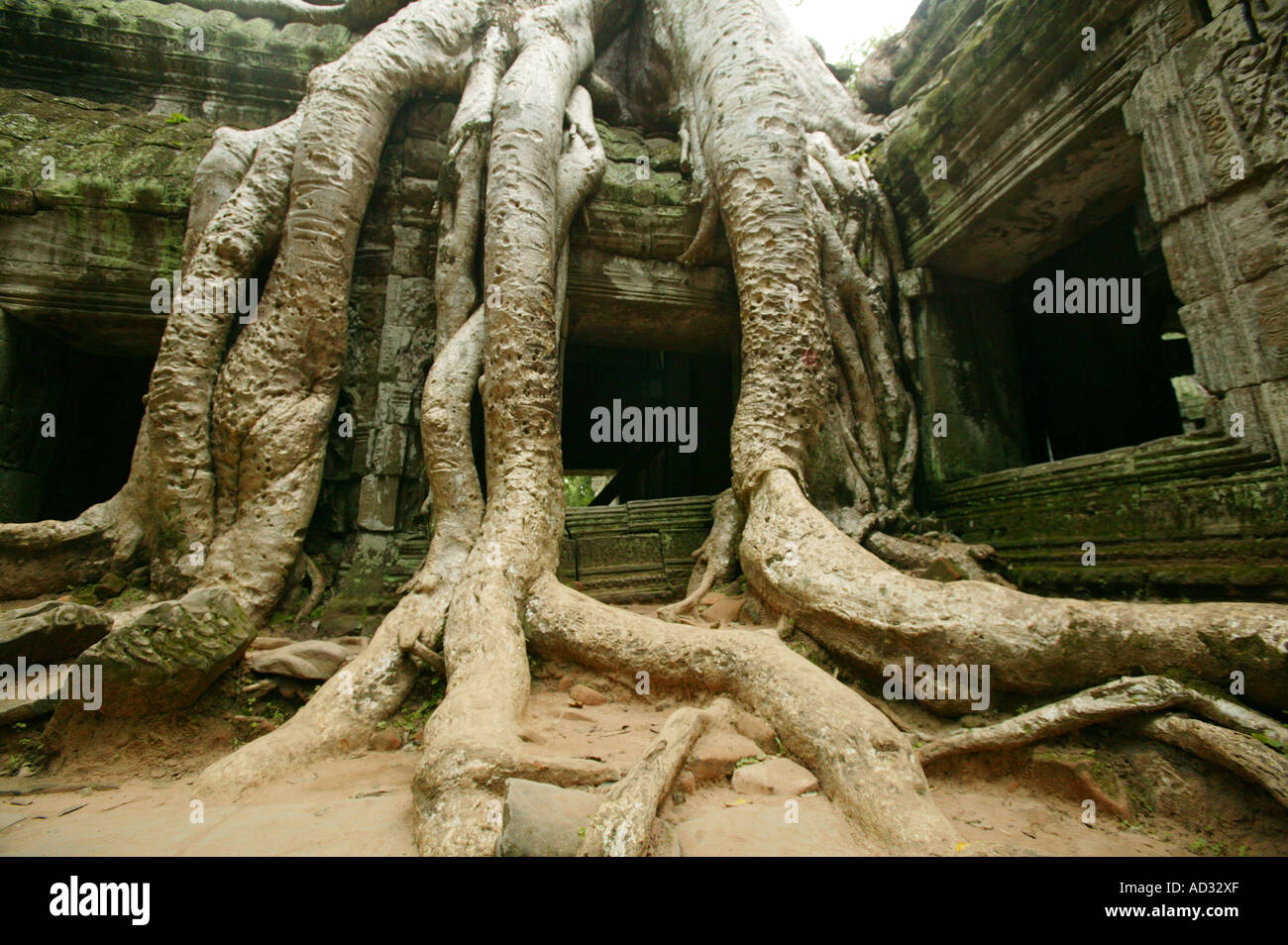 Ta Phrom Ankor Wat Khmer temple Cambodia tree big the most ruin ...