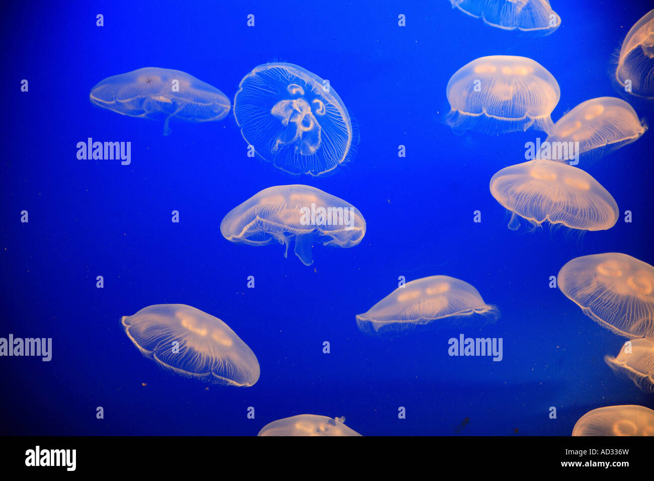 Canada British Columbia Vancouver Aquarium jellyfish Stock Photo - Alamy