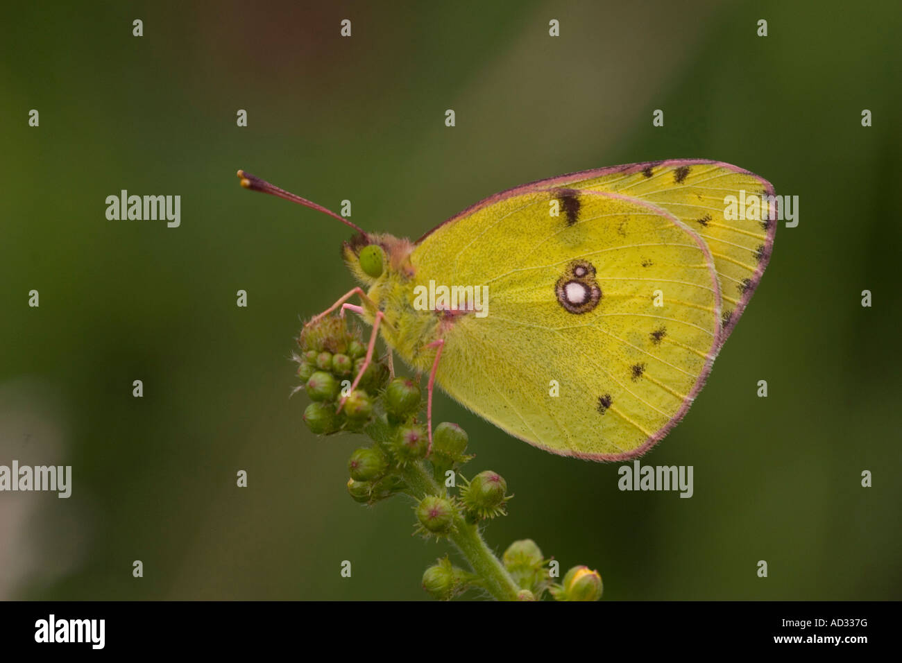 Clouded Yellow Butterfly Stock Photo - Alamy