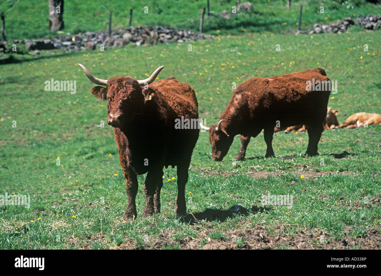 Distinctive red Salers cattle are a feature of France's Haute Auvergne ...