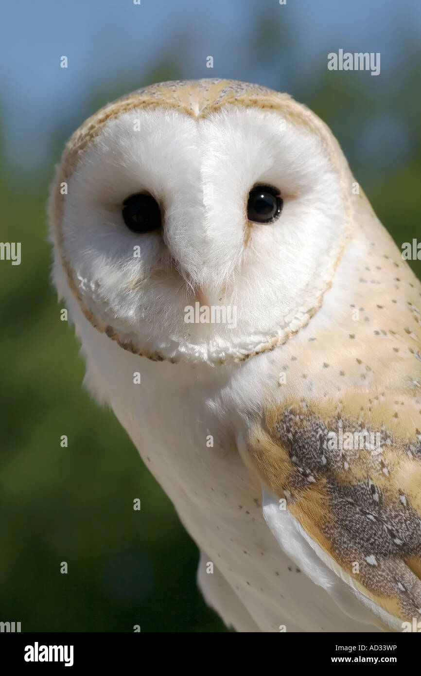 A close up of a young female Barn Owl Stock Photo - Alamy