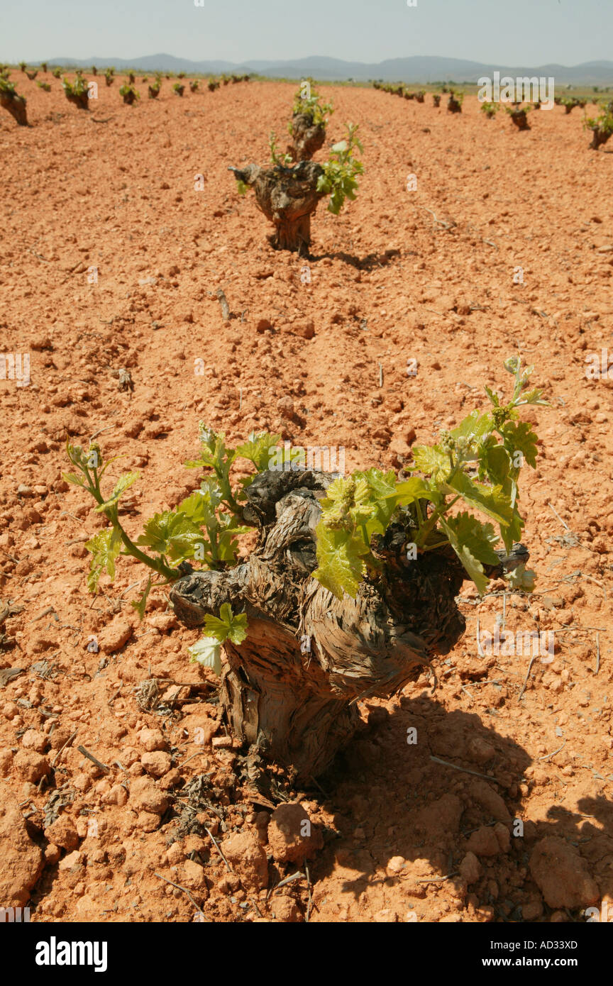 flowering of grapes in a vineyard cultivation Stock Photo - Alamy