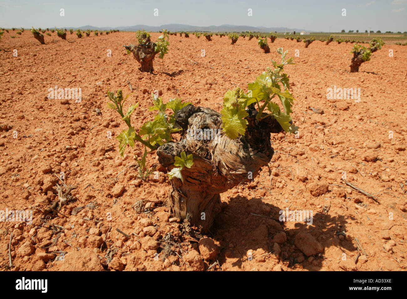 flowering of grapes in a vineyard cultivation Stock Photo - Alamy