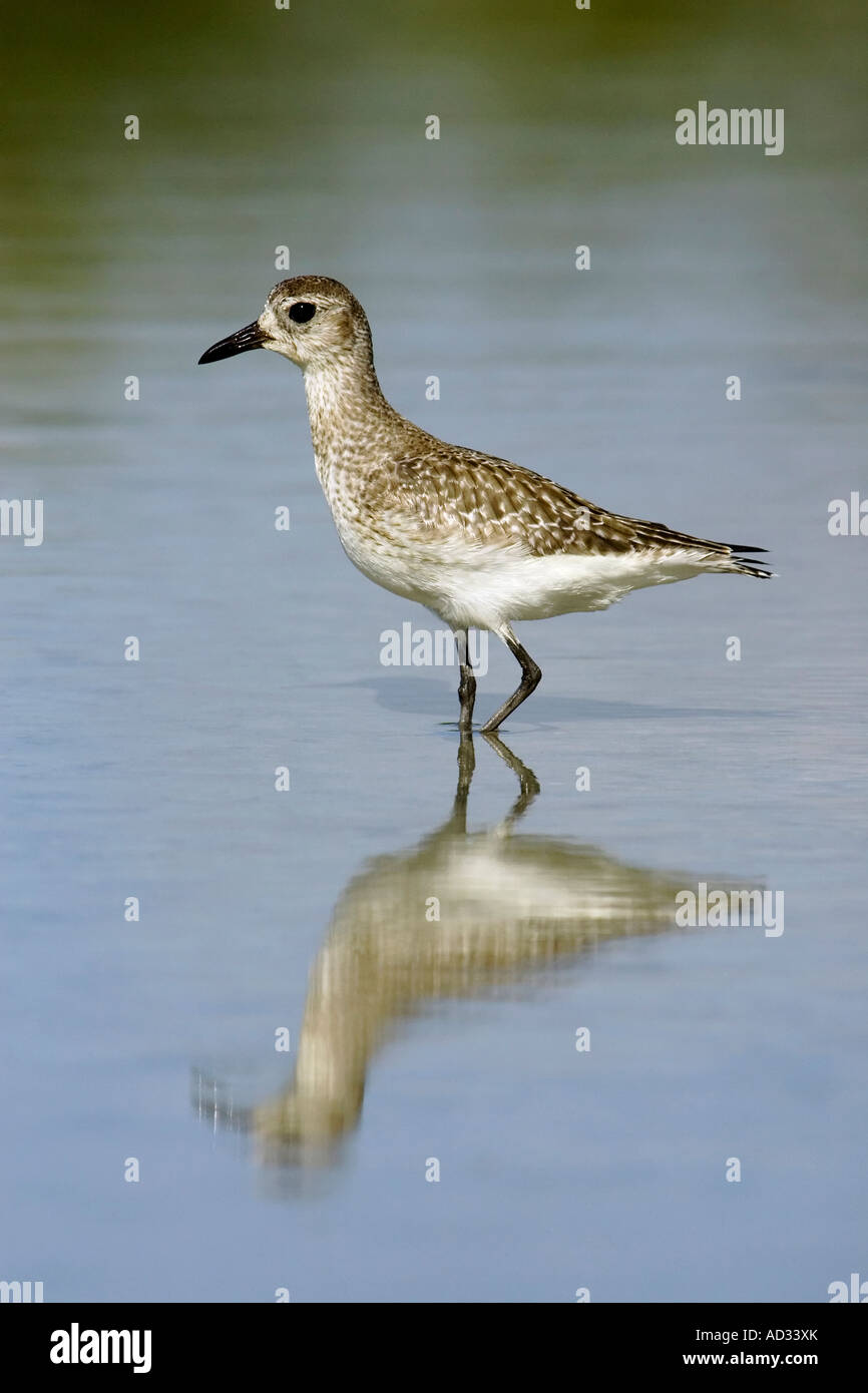 An adult american Black bellied Plover in non breeding plumage Stock ...