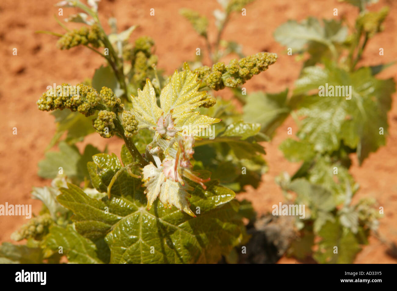 flowering of grapes in a vineyard cultivation Stock Photo - Alamy
