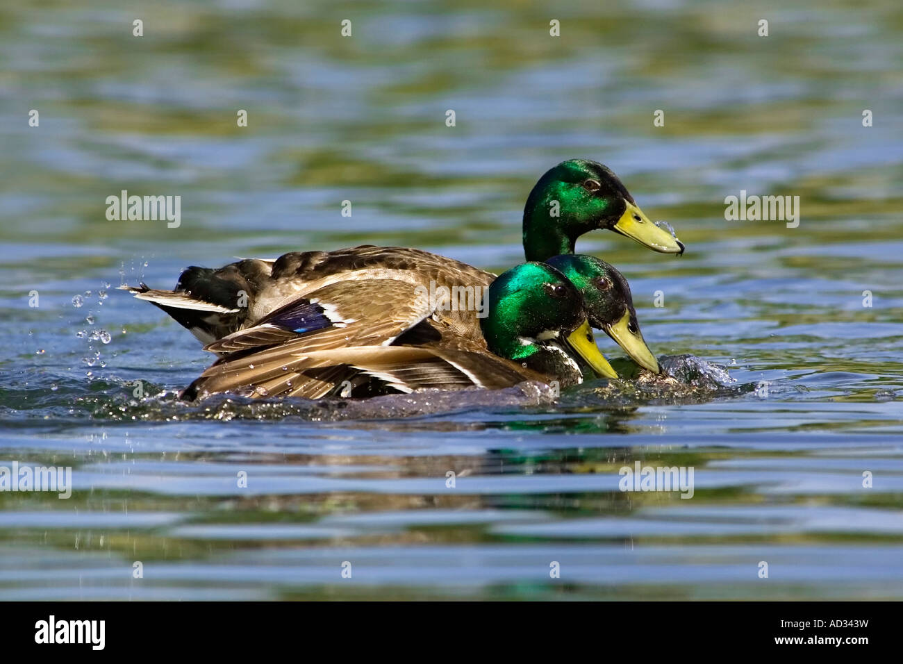 Mallard mating frenzy hi-res stock photography and images - Alamy