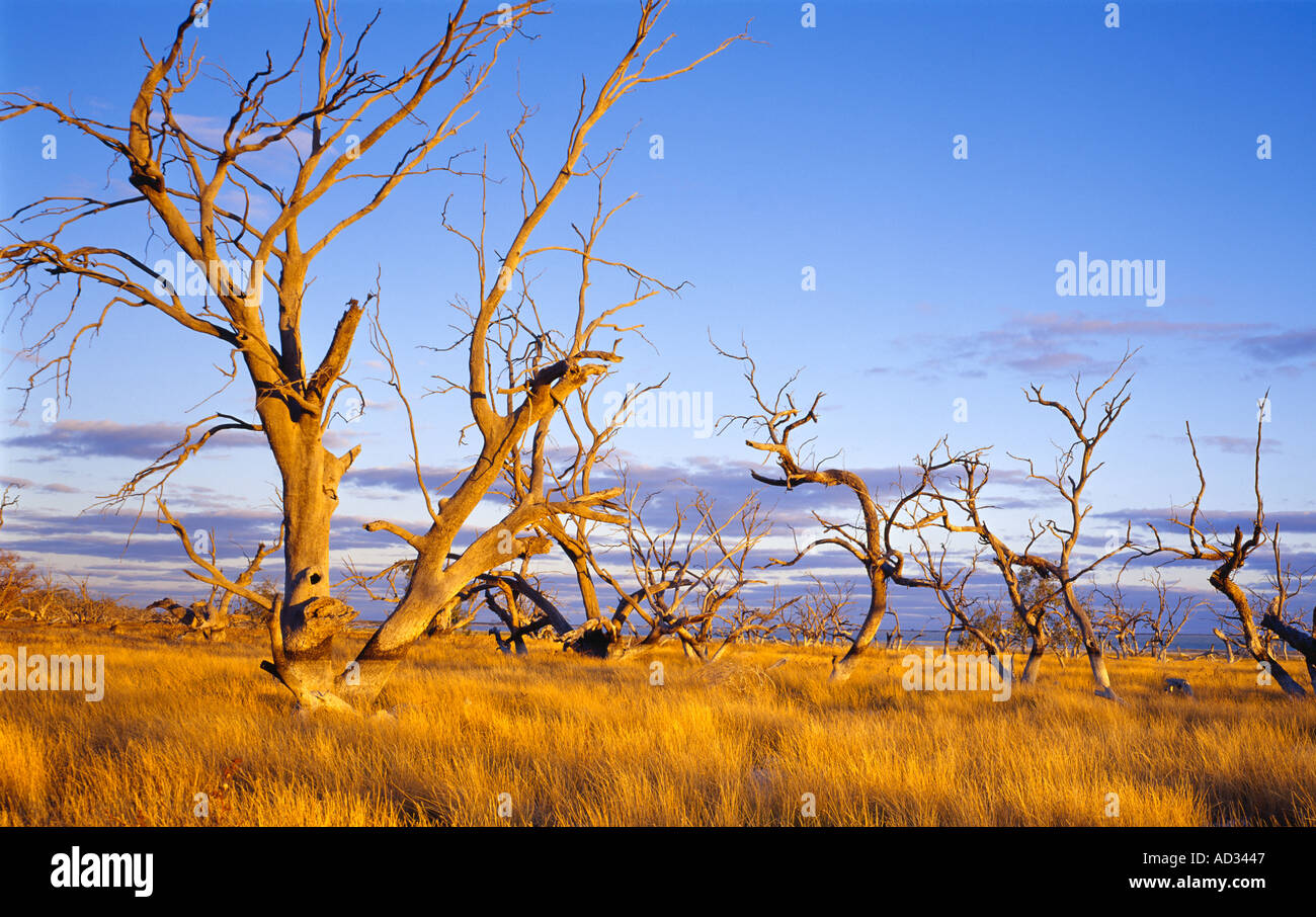 Kinchega national park hi-res stock photography and images - Alamy